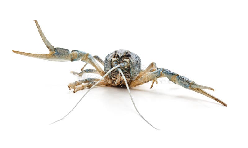 One blue crayfish stock photo. Image of uniqueness, crayfish - 297847782