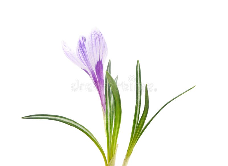 Blue crocus in the garden stock photo. Image of natural - 243257190