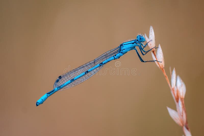 One Blue Damselfly Dragonfly Sits on a Stalk in a Meadow Stock Image ...