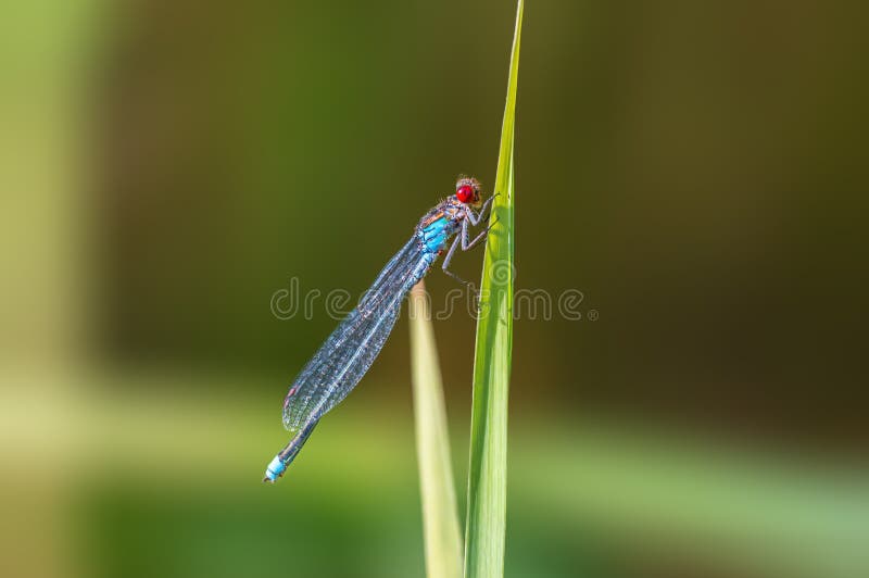 One Blue Damselfly Dragonfly Sits on a Stalk in a Meadow Stock Image ...