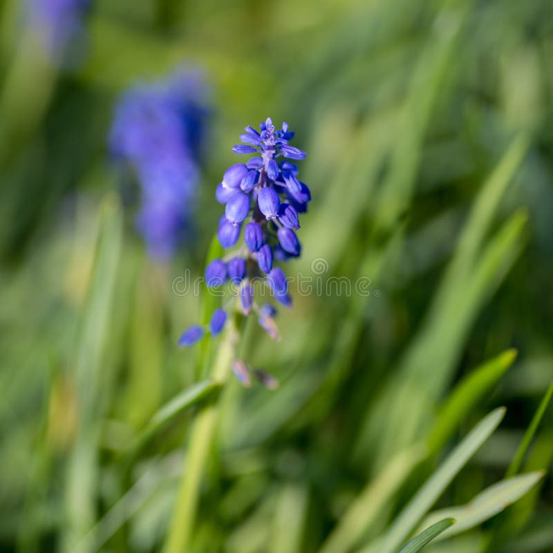 One Blue Flower in the Grass. Stock Photo - Image of plants, season ...