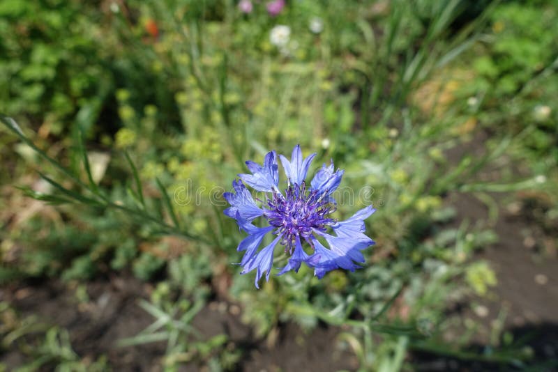 One Blue Flower Head of Centaurea Cyanus Stock Image - Image of ...