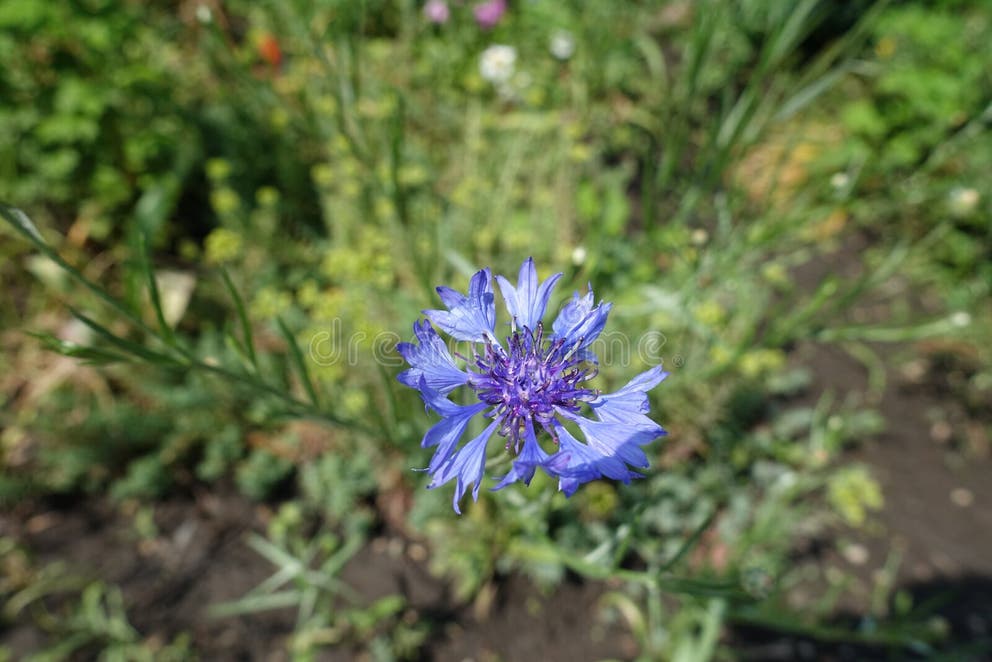 One Blue Flower Head of Centaurea Cyanus Stock Image - Image of ...