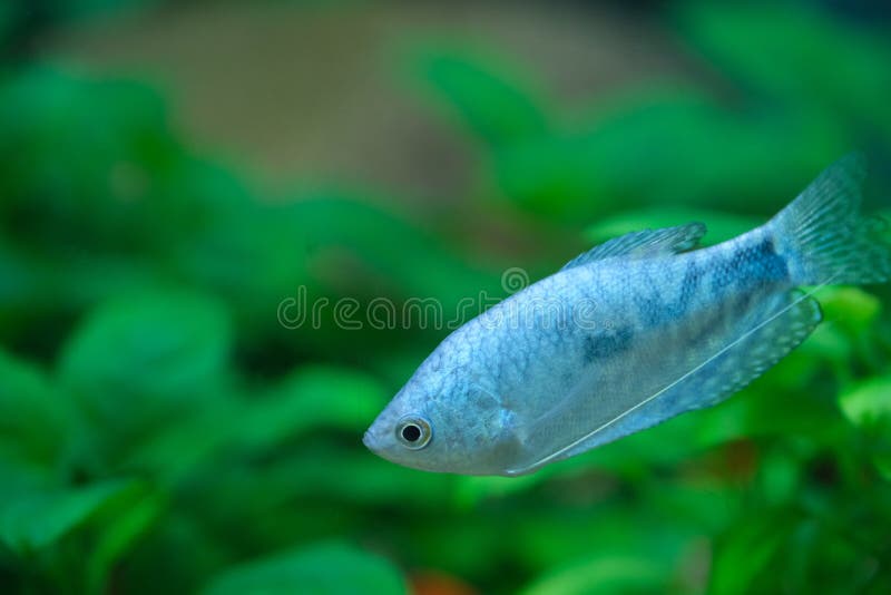 One Blue Gourami Trichogaster Trichopterus Fish Stock Image - Image of ...