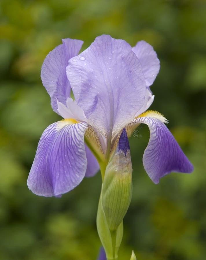 One blue iris stock image. Image of floral, petal, botany - 9665079