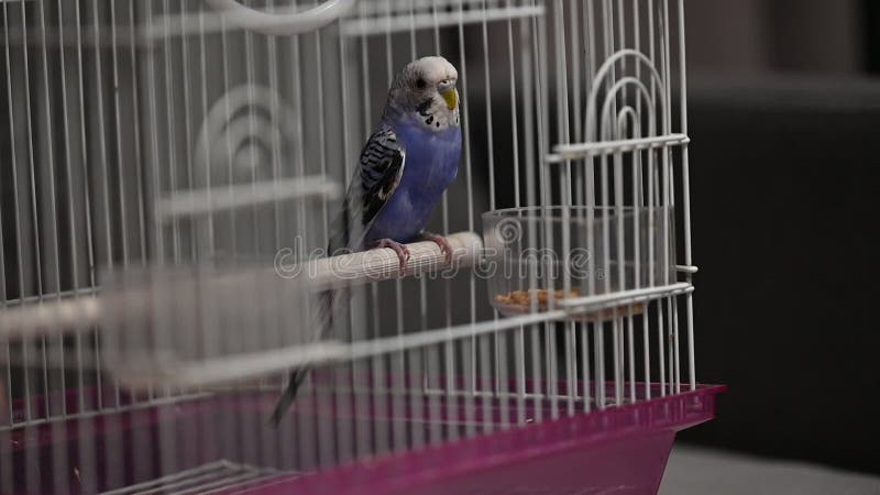 One Blue Parrot Sits in a Cage. Stock Video - Video of blue, budgie ...