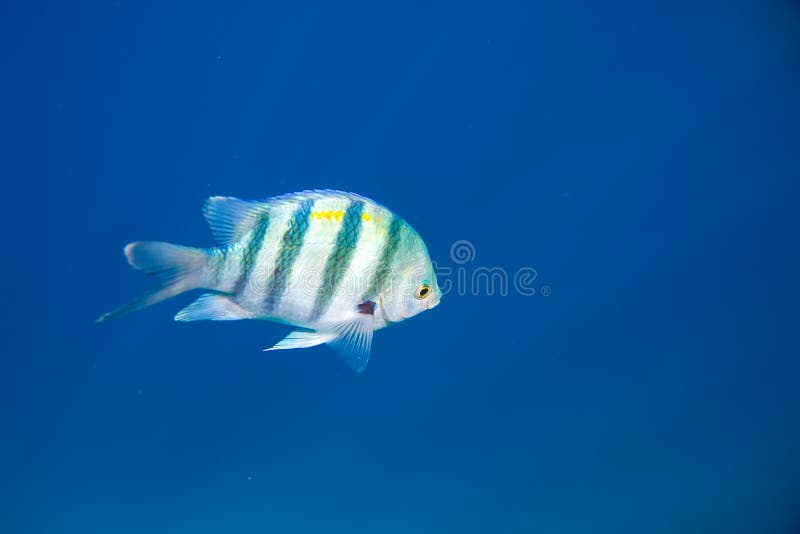 One blue striped fish stock photo. Image of natural, reefscape - 92993358