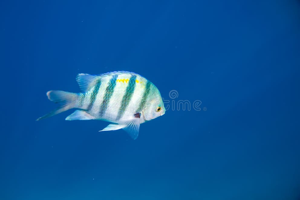 One blue striped fish stock photo. Image of natural, reefscape - 92993358