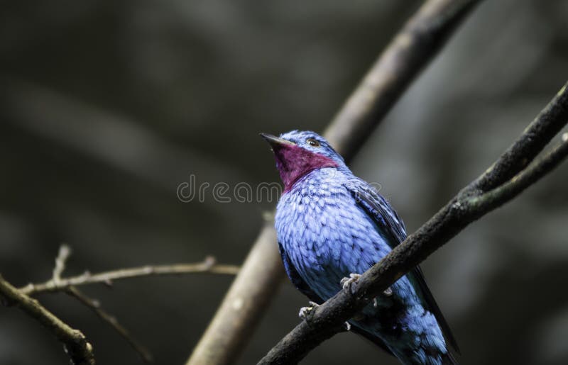 One Blue and Very Beutiful Exotic Bird Stock Image - Image of breeding ...