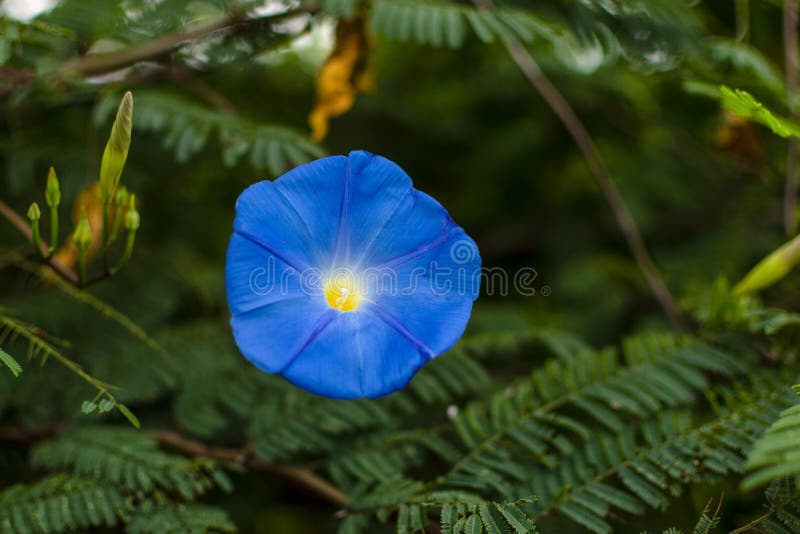 Unique Wild Flower in Field Stock Photo - Image of flower, wild: 152980110