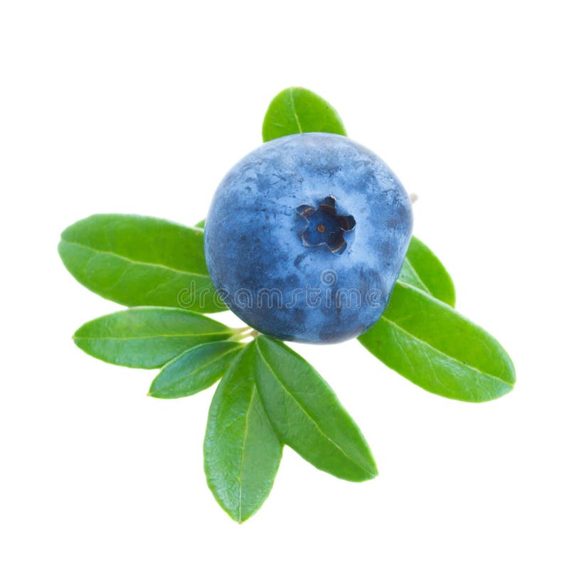 One blueberry stock photo. Image of berrys, natural, meal - 37923378