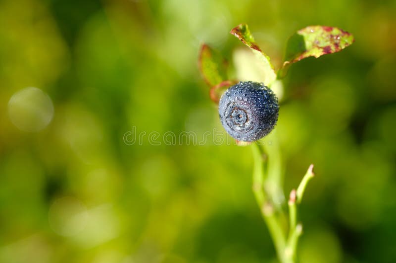 One Blueberry on a Stem, in Sunlight Stock Image - Image of habitat ...