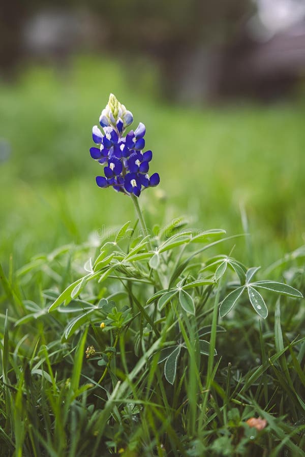 A Single Bluebonk Flower Sitting on the Grass in Front of a House Stock ...