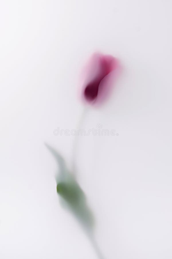 One Blurred in Magic Romantic Mist Red Bloom Flower Stock Image - Image ...