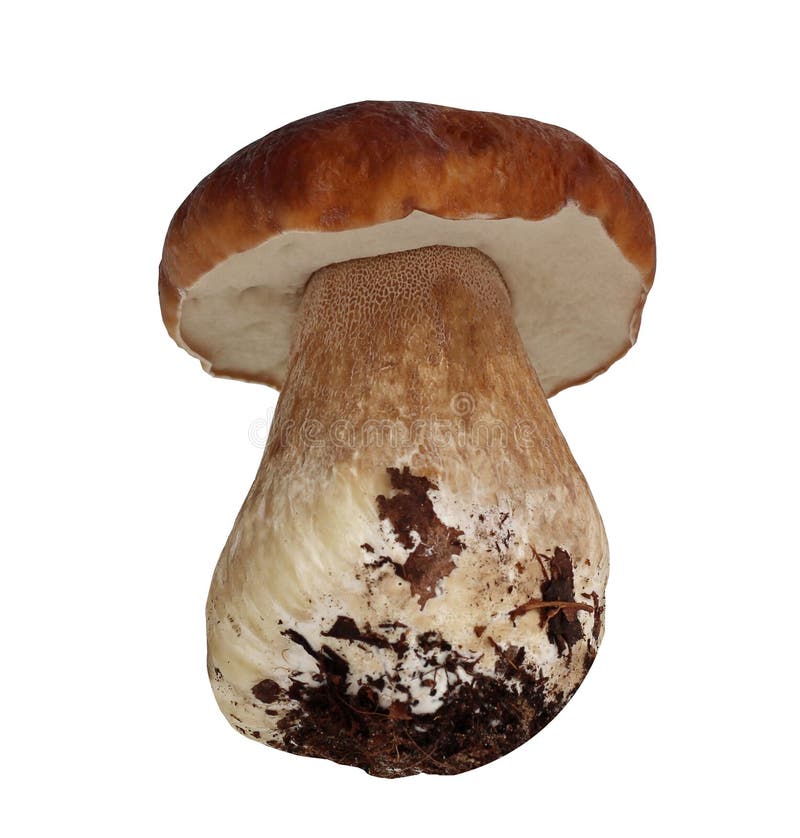 286 Cepes Mushroom Stock Photos - Free & Royalty-Free Stock Photos from ...