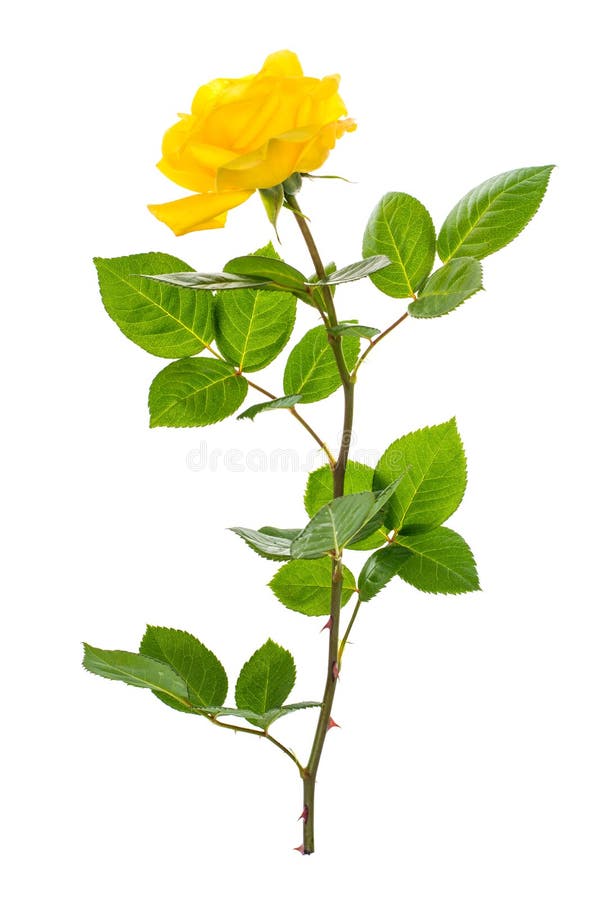 11,949 Isolated One Petal Rose Stock Photos - Free & Royalty-Free Stock ...