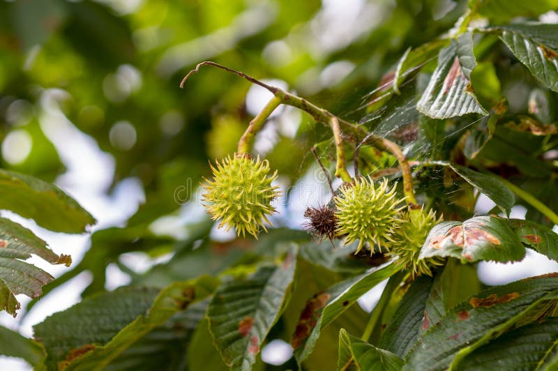 One Branch with Fresh Green Chestnuts Stock Image - Image of grow ...