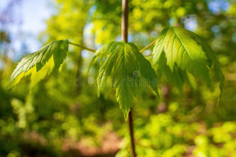 One Branch with Green Leaves in the Forest Stock Photo - Image of ...