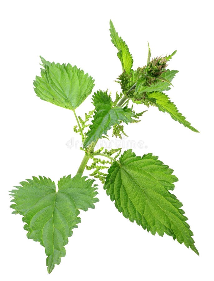 Green nettle plant stock photo. Image of green, flower - 11168102