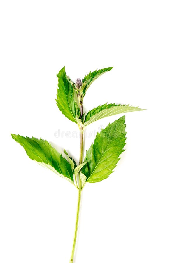One Branch of Green Single Organic Mint Leaves Stock Photo - Image of ...