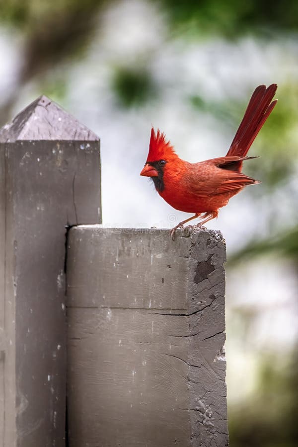 One Bright Beautiful Cardinal Bird on a Sign Stock Photo - Image of ...