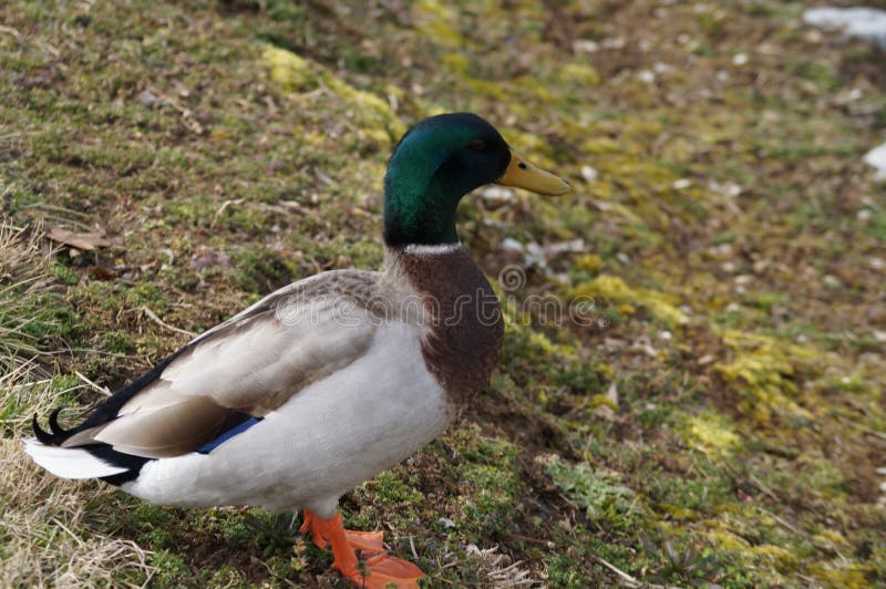 Multi-Colored Duck Portrait Shot 2 Stock Photo - Image of duck, colored ...
