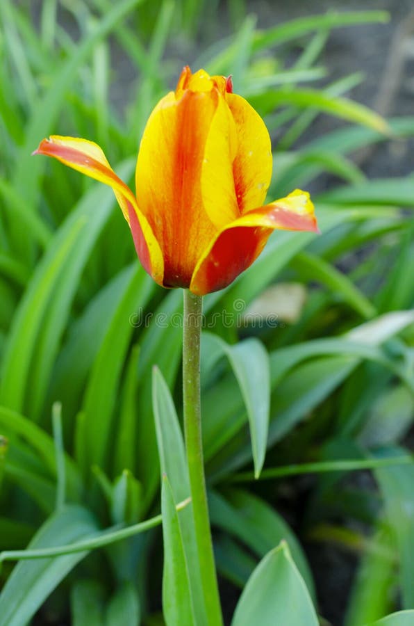 One Bright Multi-colored Tulip on Background of Green Leaves Stock ...