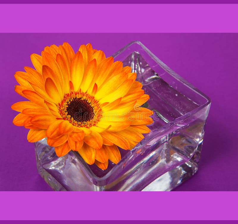 One Bright Orange Gerbera Flower in Square Glass Vase Stock Photo ...