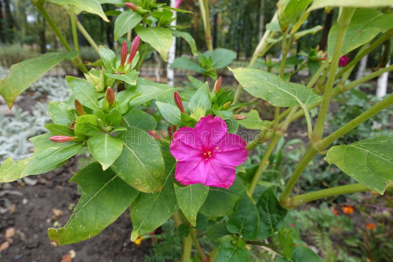 Marvel of Peru or Mirabilis Jalapa Perennial Herb with Tubular Pink ...