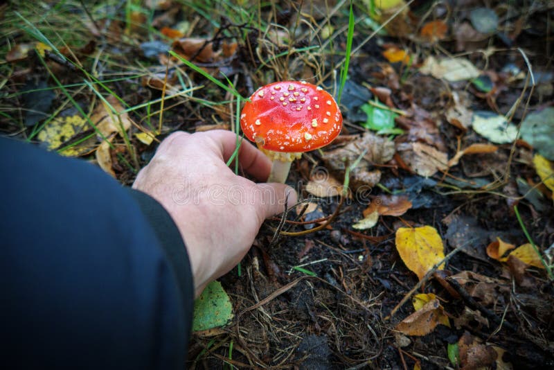 One Bright Red Toadstool is Picked Stock Photo - Image of eating ...