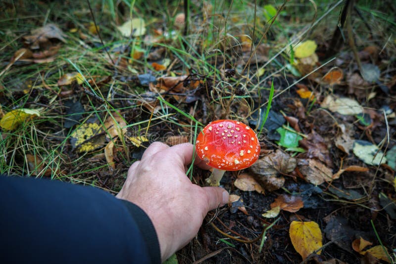 One Bright Red Toadstool is Picked Stock Image - Image of cooking ...