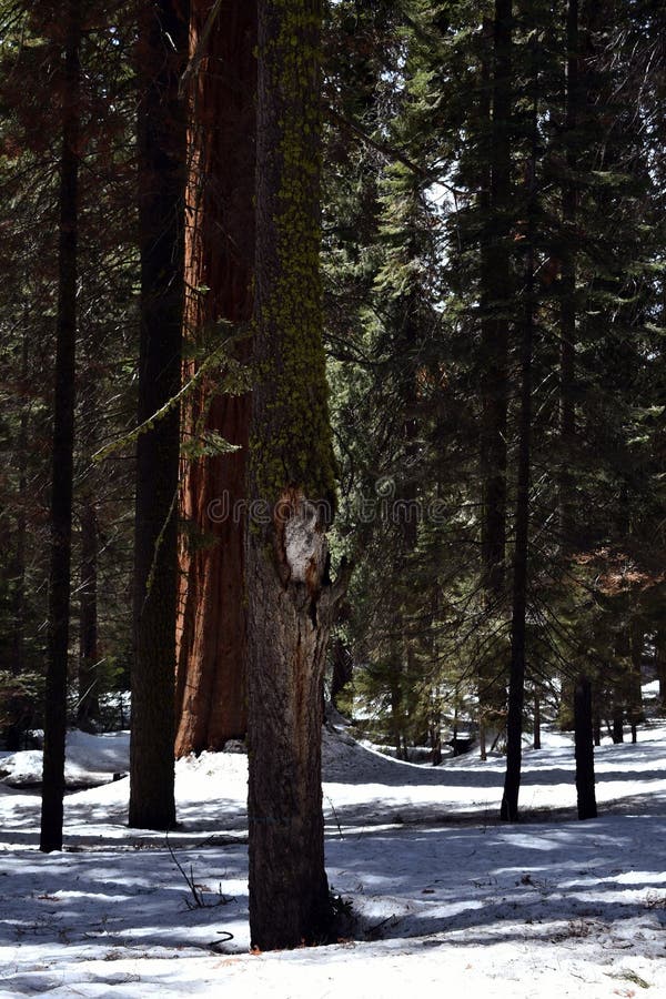 One broken pine trees stock image. Image of outdoors - 170774301