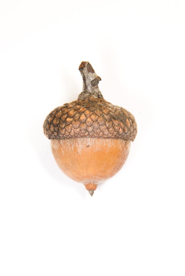 One Brown Acorn with Hat on Over White Stock Image - Image of forest ...