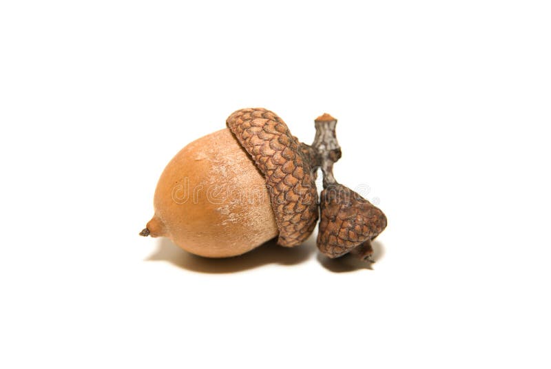 One Brown Acorn with Hats on Over White Stock Photo - Image of seeding ...