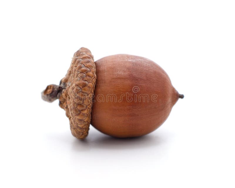 One brown acorn stock image. Image of symbol, macro - 169090759