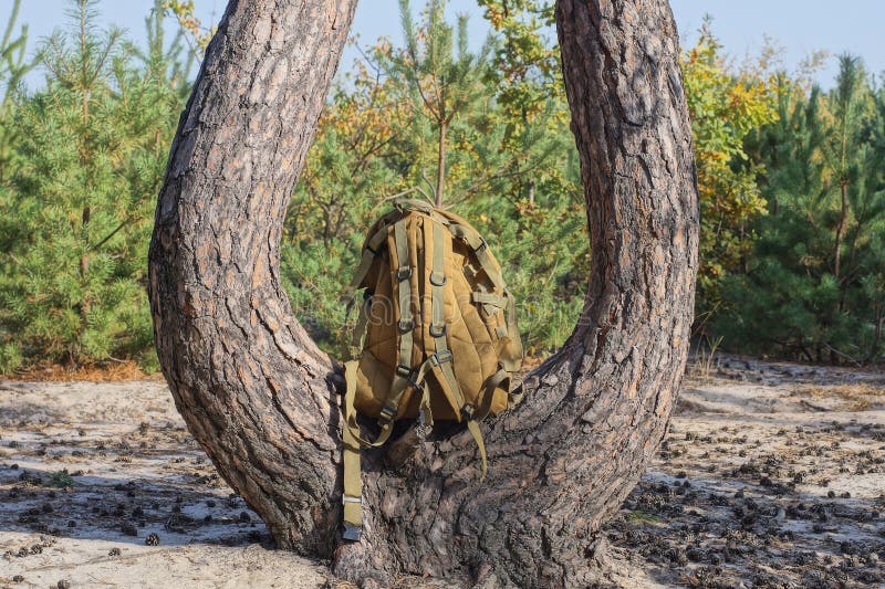 One Brown Army Backpack There is a Pine Tree Stock Photo - Image of ...