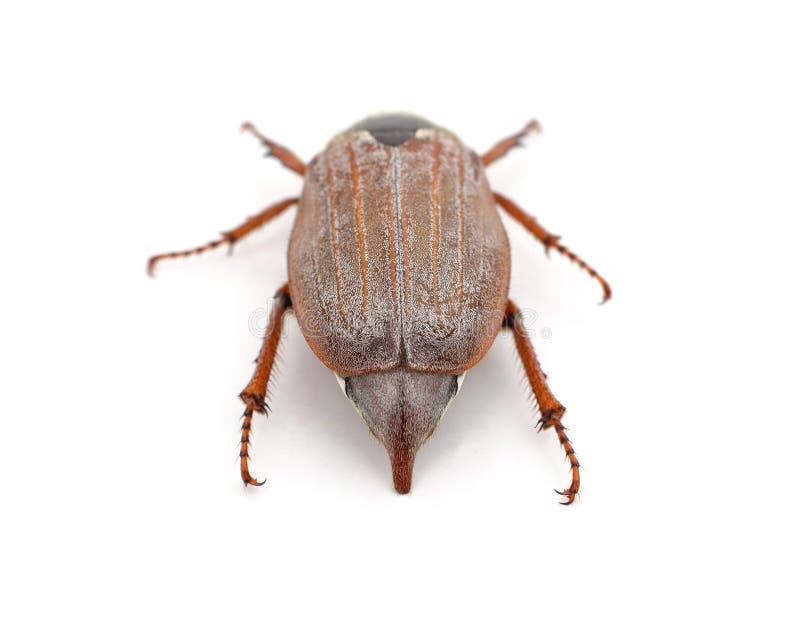 One brown beetle stock image. Image of brown, chafer - 269441685