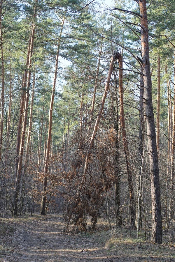 One Brown Broken Pine Tree in the Forest among Green Vegetation Stock ...