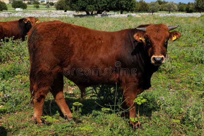 One Brown Bull in the Middle of the Field, Copy Space Stock Image ...
