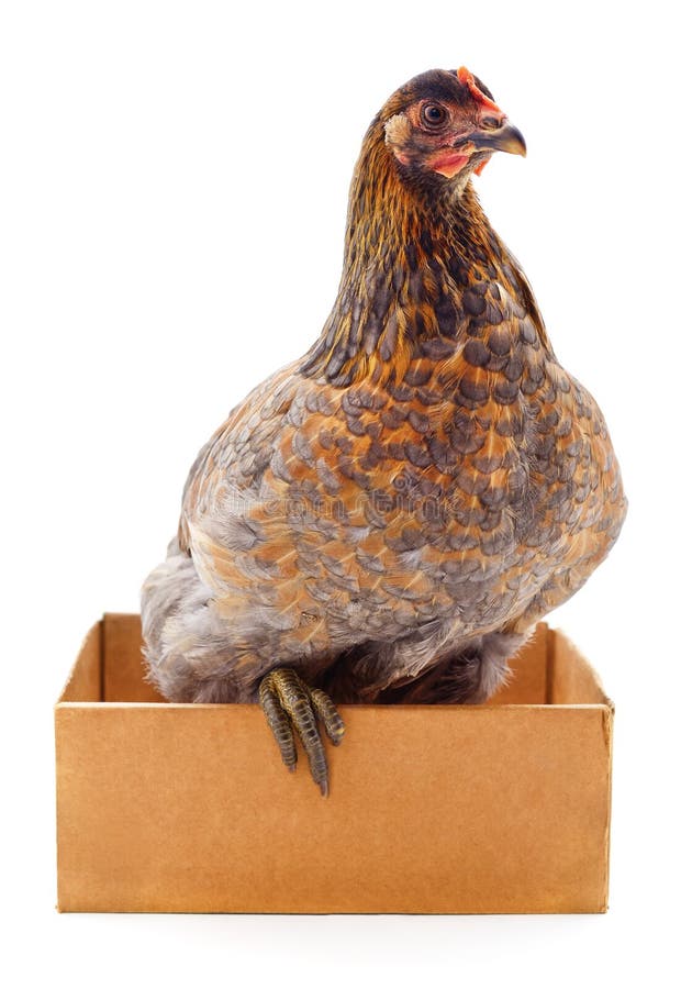 Brown chicken with eggs stock image. Image of agriculture - 210923883