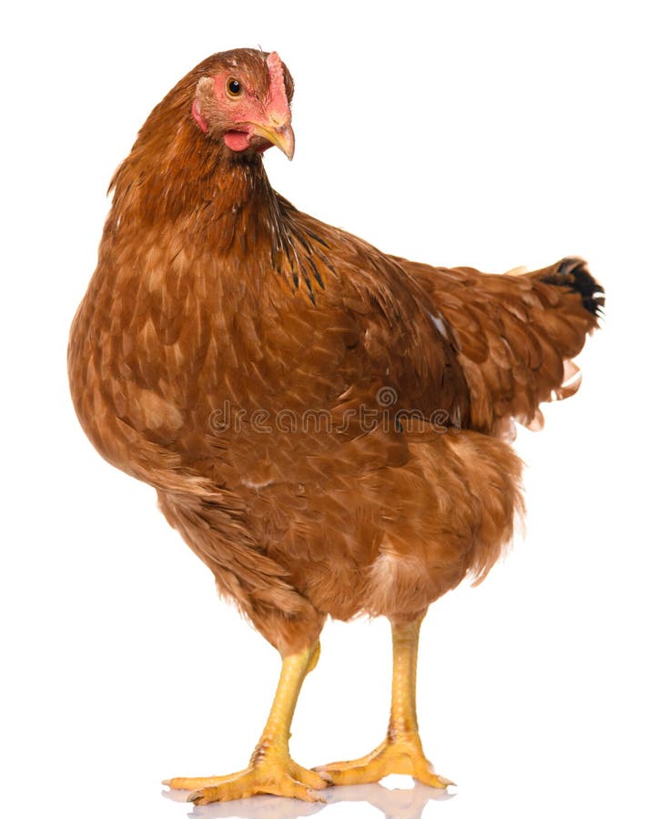 One Brown Chicken Isolated on White Background, Studio Shoot Stock ...