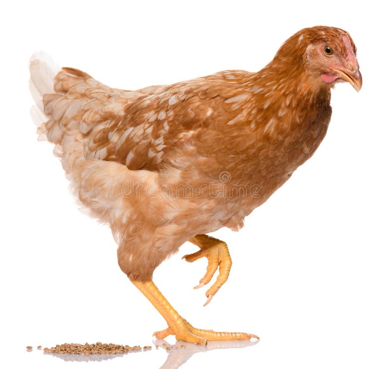 One Brown Chicken Isolated on White Background, Studio Shoot Stock ...