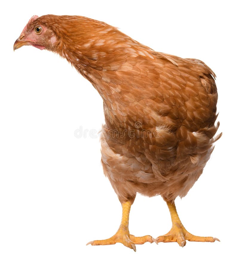 One Brown Chicken Isolated on White Background, Studio Shoot Stock ...