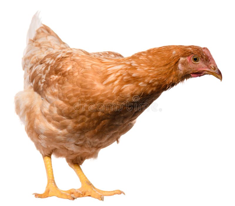 Chicken isolated on white. stock photo. Image of farming - 24147100
