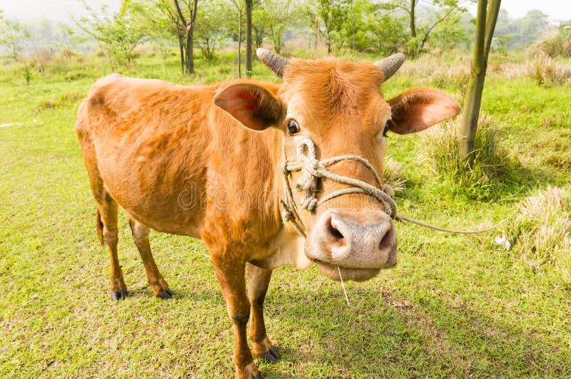 One cows stock image. Image of grass, scene, eating, food - 30286127