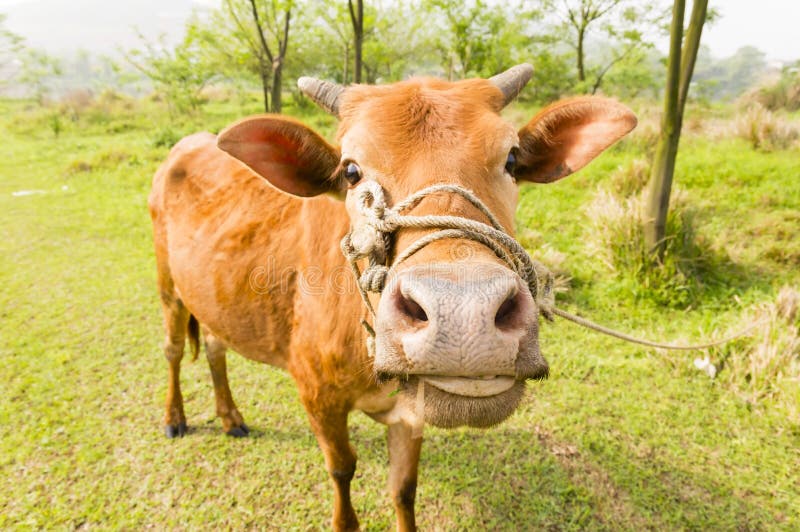 One cows stock photo. Image of horned, meadow, life, eating - 30286190