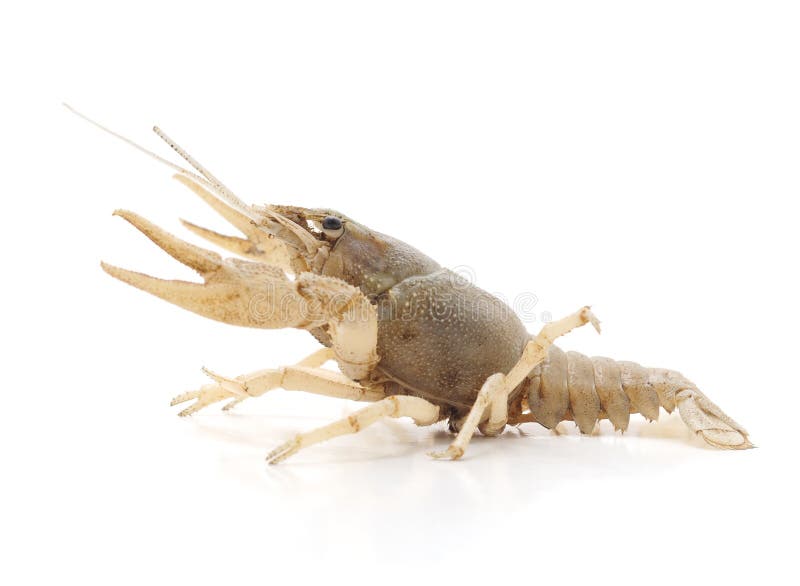 One crayfish. stock photo. Image of river, shellfish - 79687768