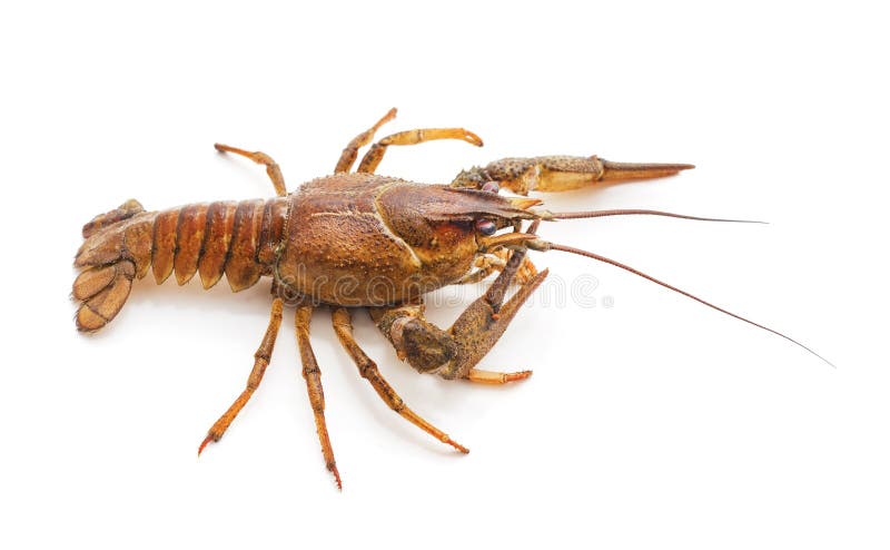 One brown crayfish stock photo. Image of arthropoda - 333832682