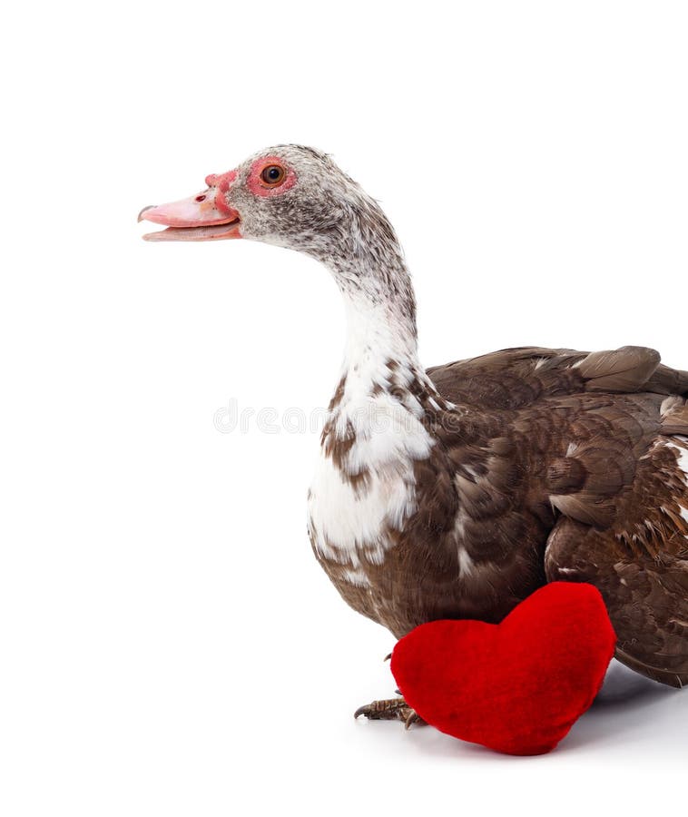 266 Duck Heart Isolated Stock Photos - Free & Royalty-Free Stock Photos ...