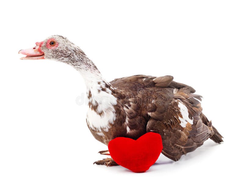 401 Duck Heart Isolated Stock Photos - Free & Royalty-Free Stock Photos ...